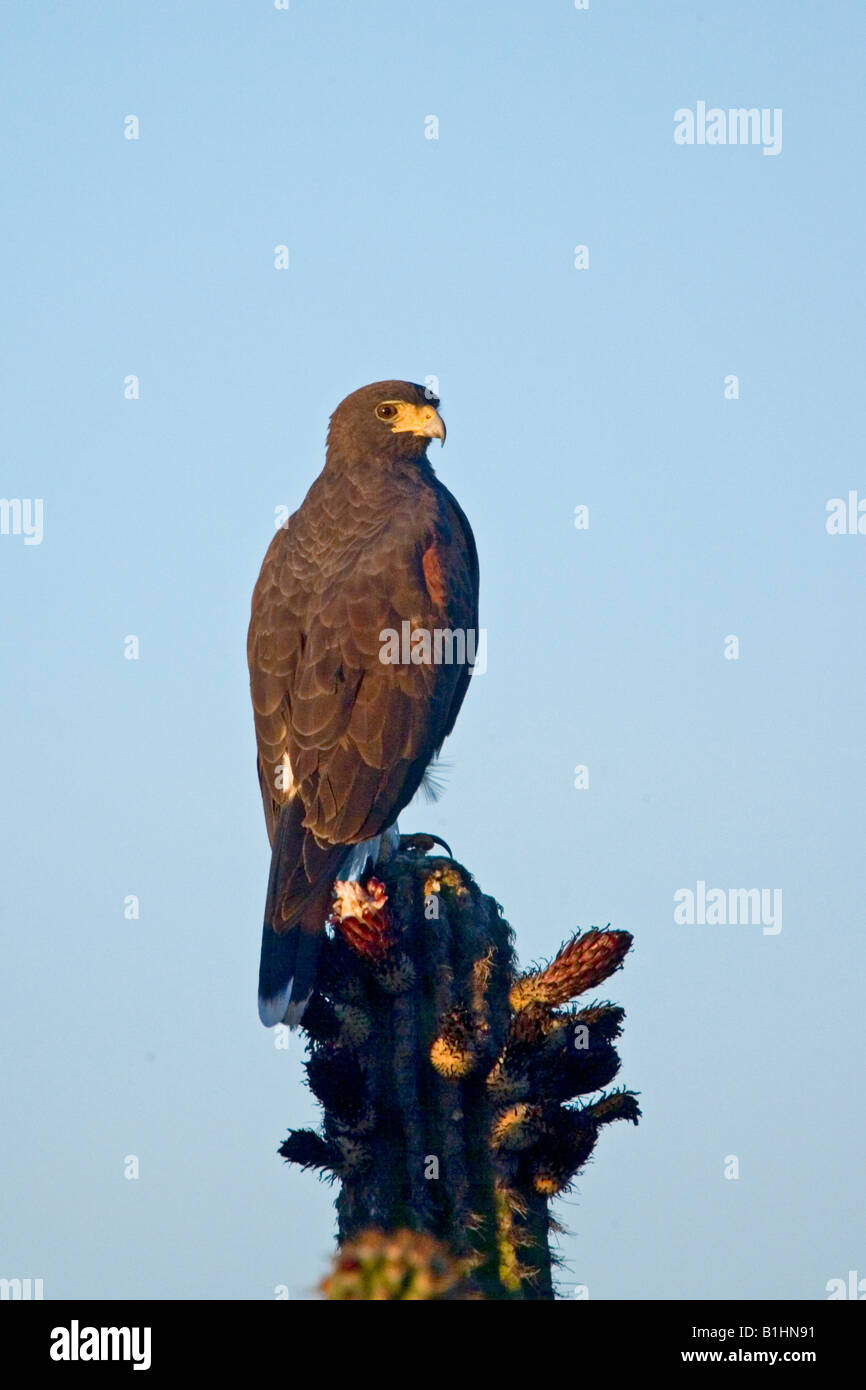 Harris Hawk Parabuteo unicinctus Guaymas Sonora Mexico 21 January Adult ...