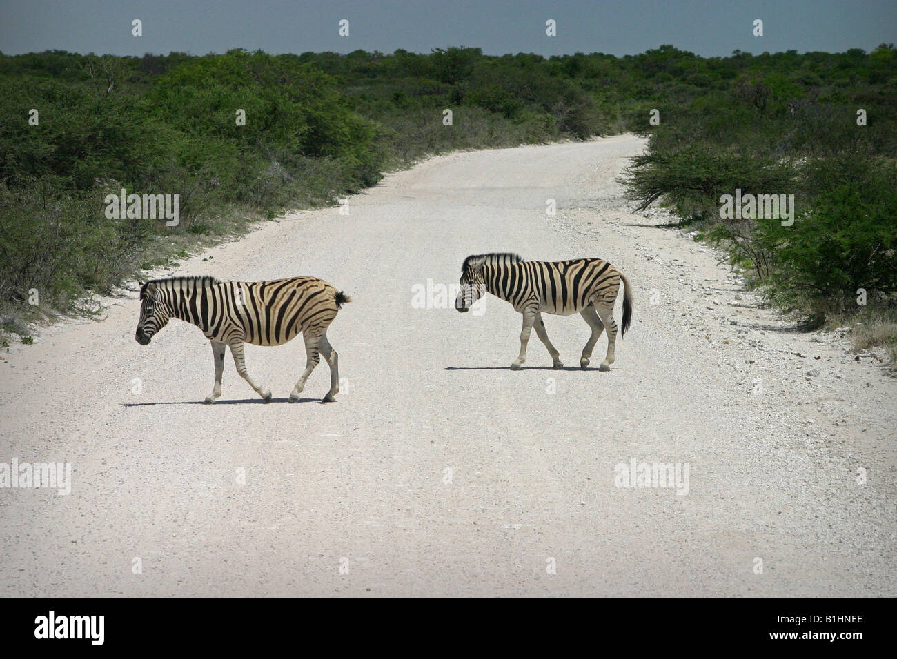 Zebra crossing road Stock Photo - Alamy