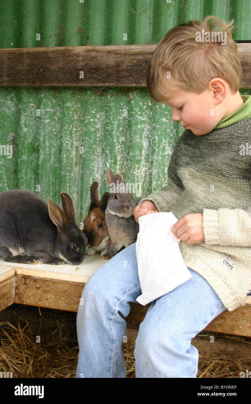 Child feeding rabbits Stock Photo - Alamy