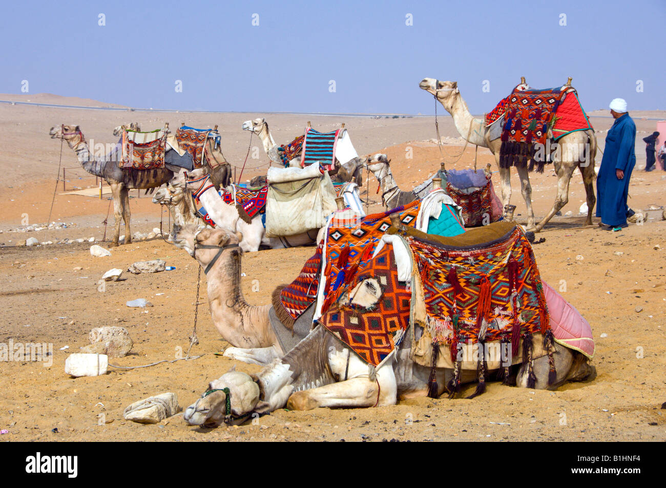 Camels await tourists near the pyramids of Giza Cairo Egypt Stock Photo ...