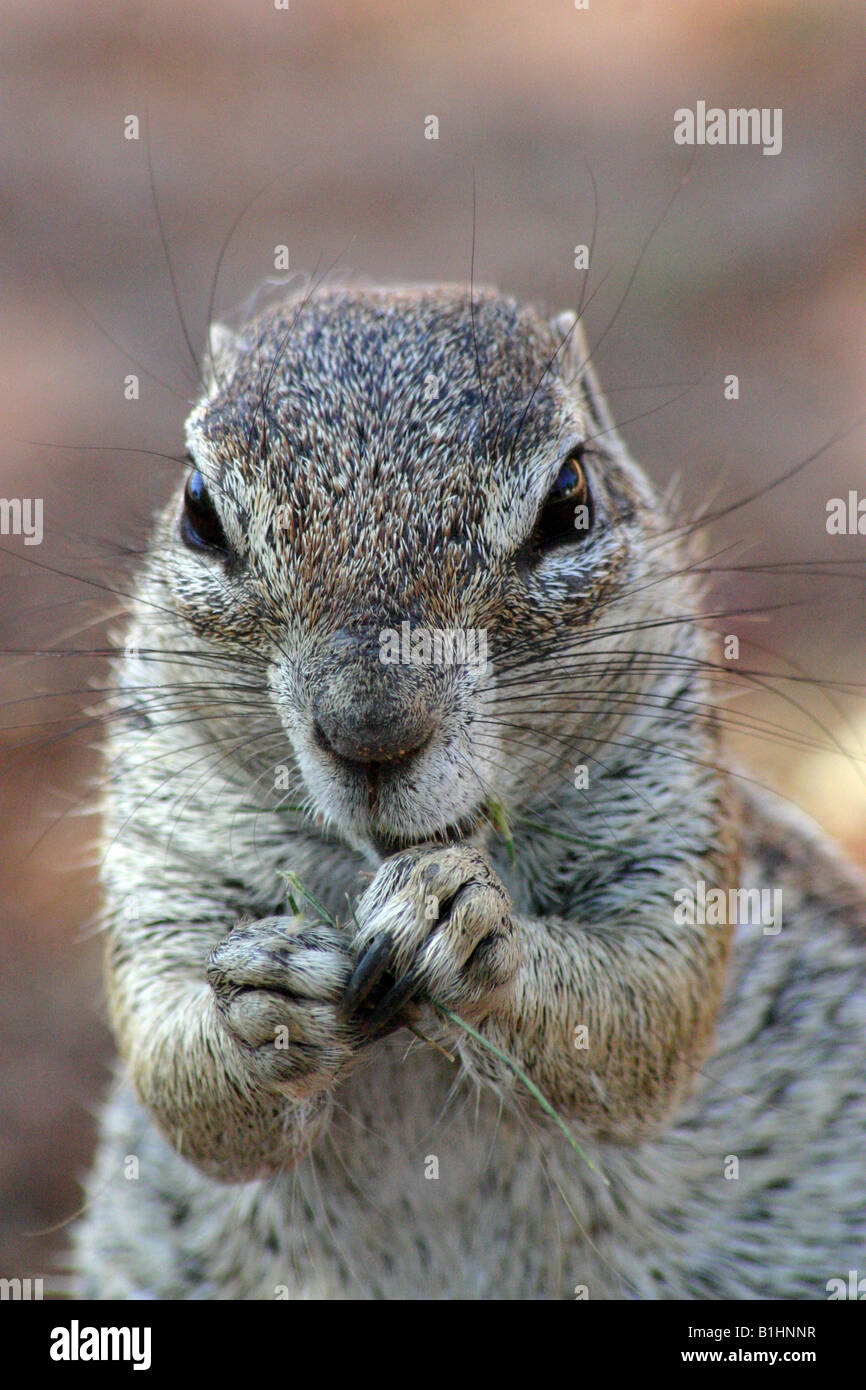 Portrait of Cape Ground Squirrel Stock Photo - Alamy