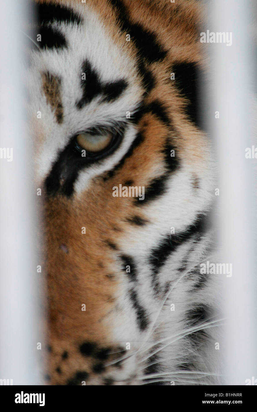 Eye of the Tiger Stock Photo - Alamy
