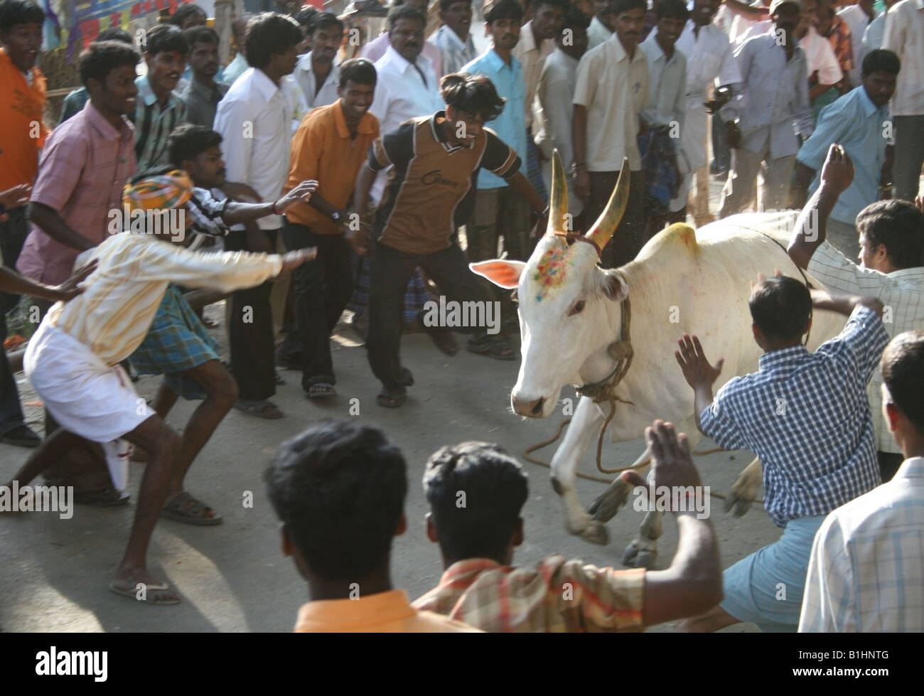 Bull racing , running of the bulls for Pongal or Sankranthi . Tamil ...
