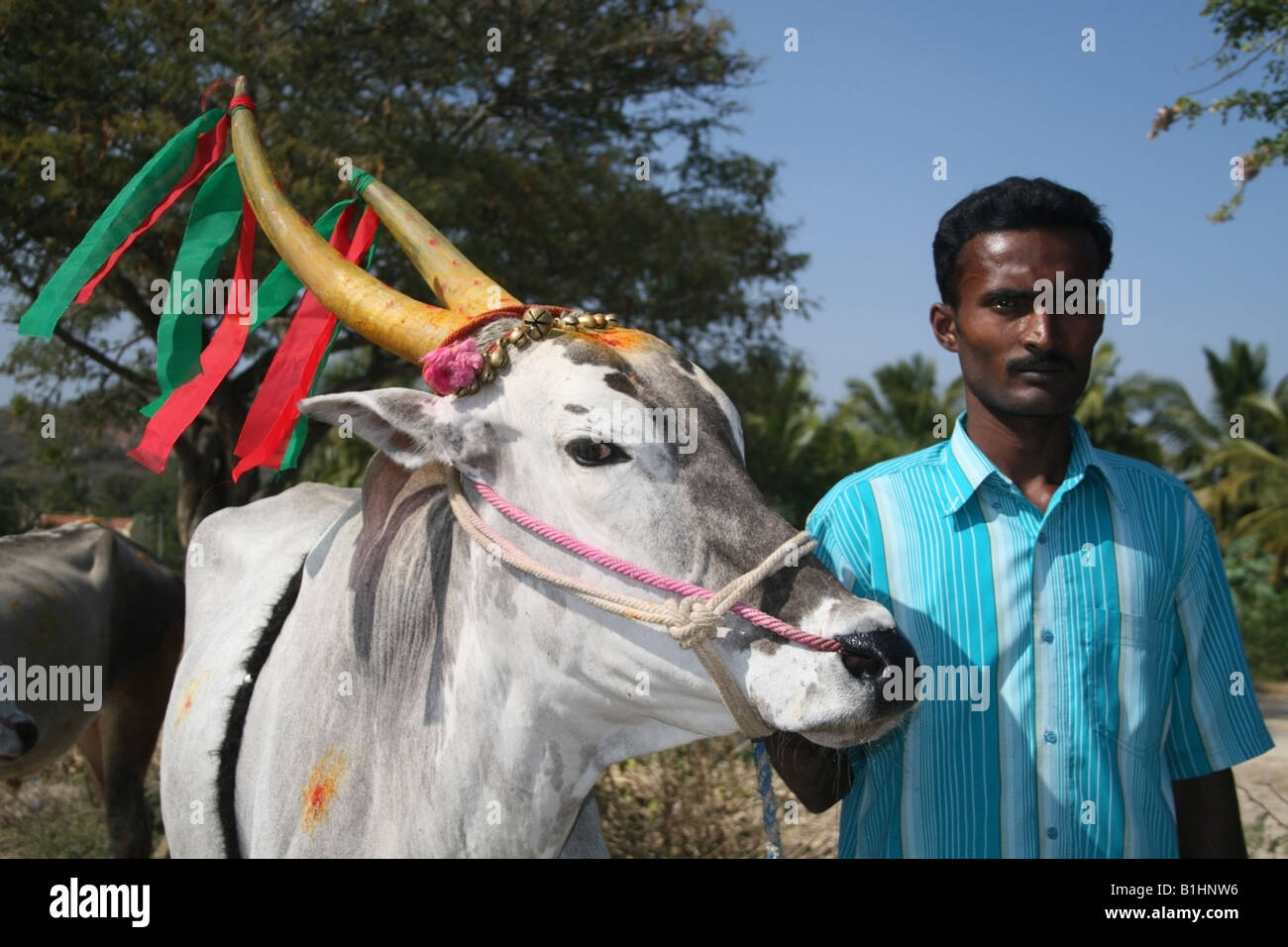 farmer with his cow decorated for the Hindu harvest festival known as ...