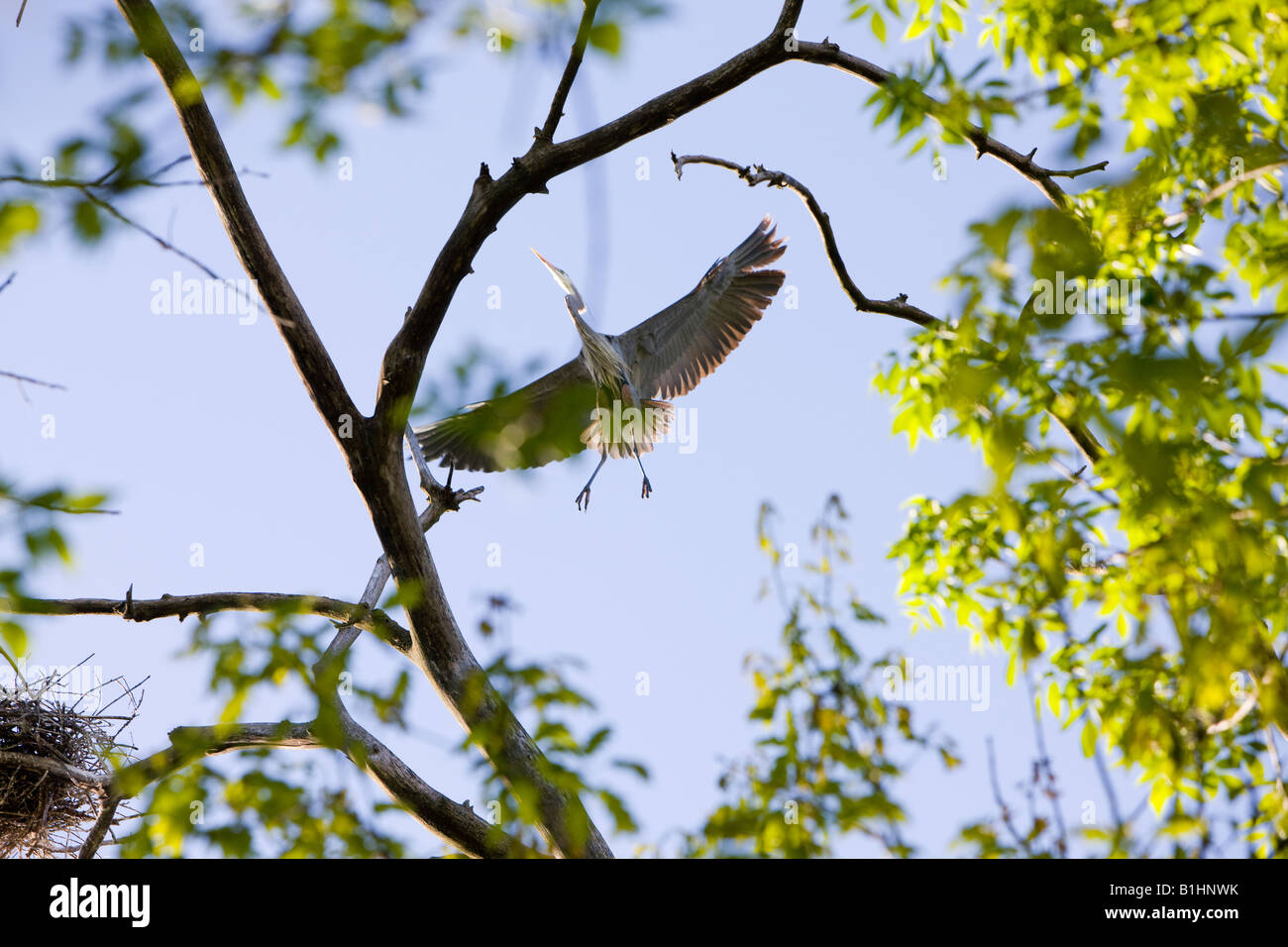 Flying to treetop nest hi-res stock photography and images - Alamy