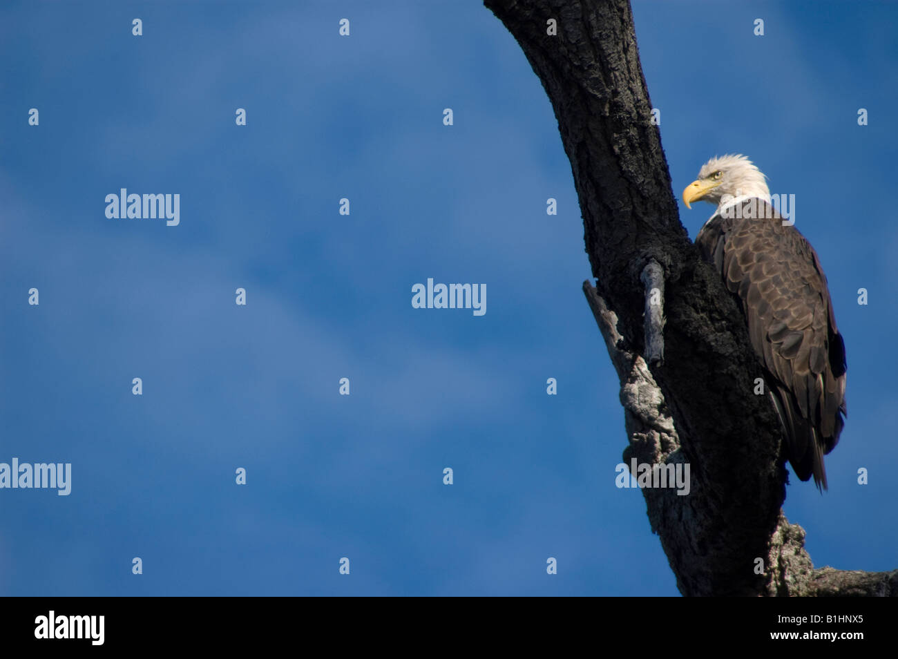 Eagle on the branch hi-res stock photography and images - Alamy
