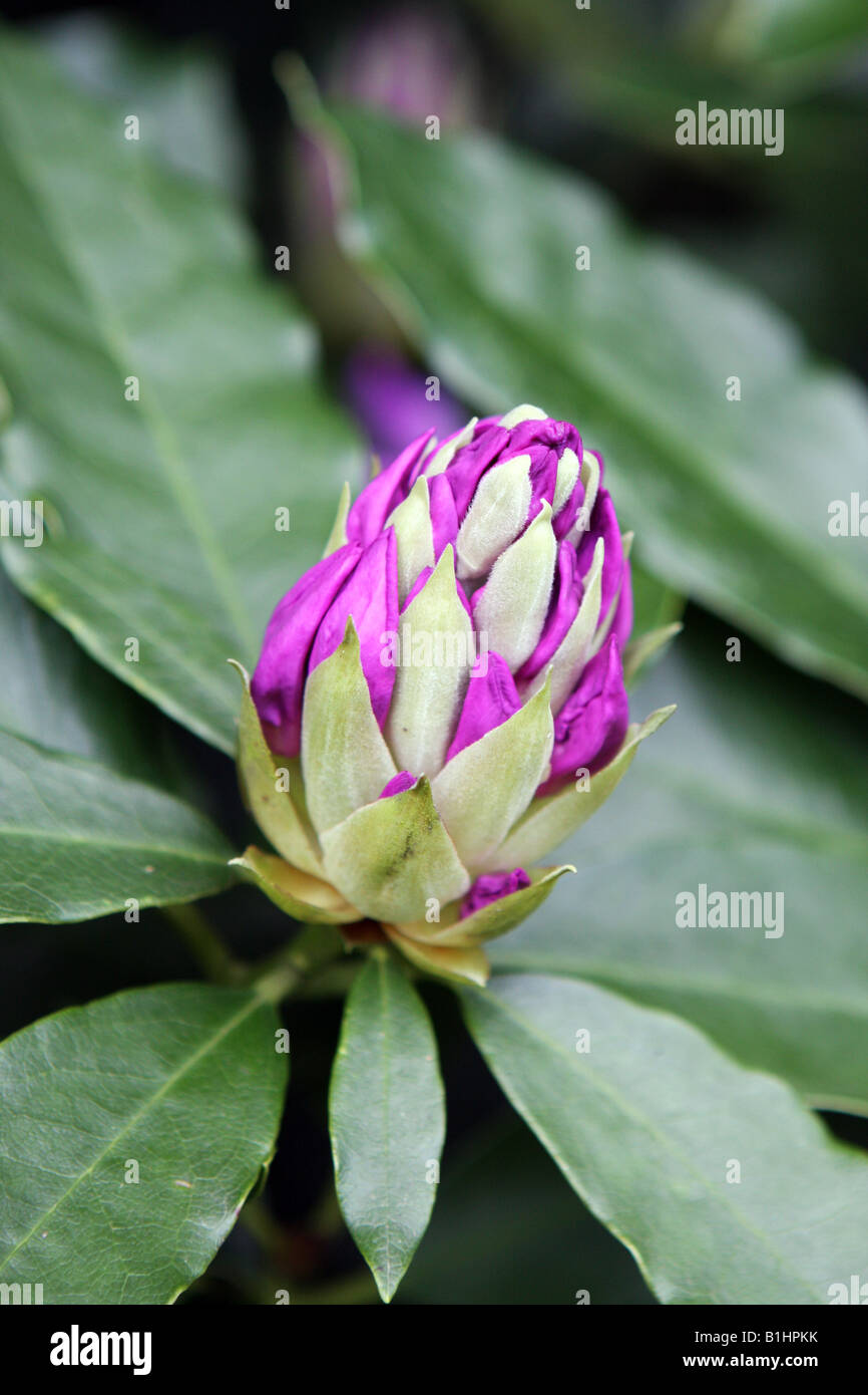 Ericaceae family hi-res stock photography and images - Alamy