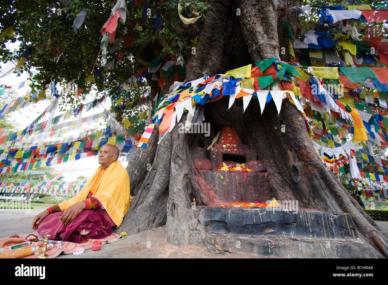 Bodhi tree lumbini hi-res stock photography and images - Alamy