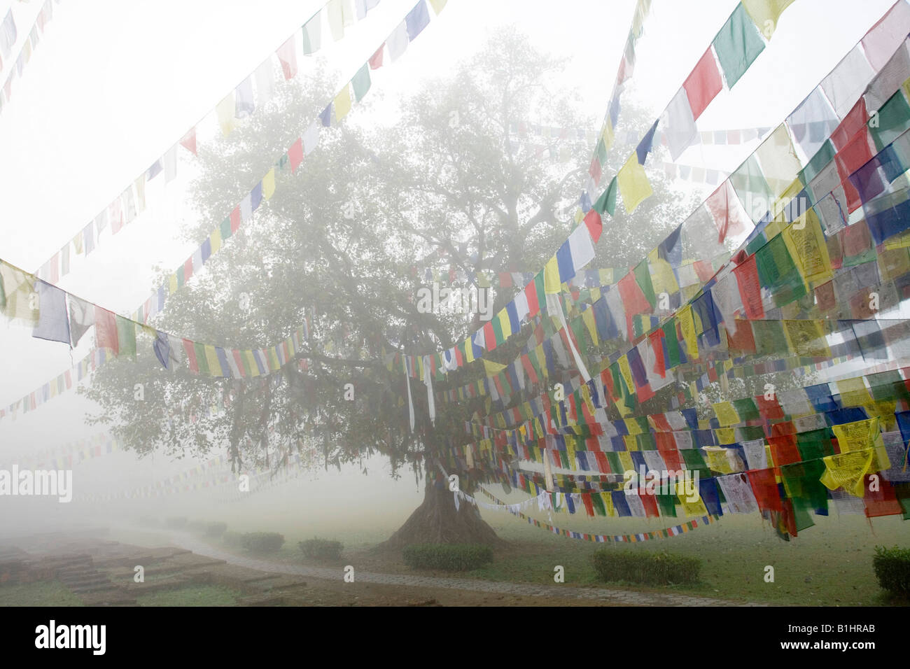 Nepal flag grass hi-res stock photography and images - Alamy