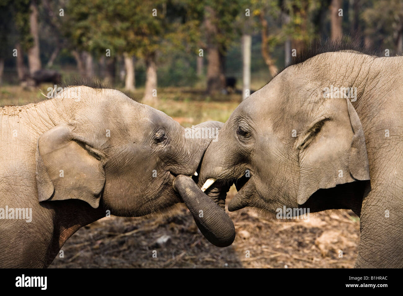 Foreground playing elephants hi-res stock photography and images - Alamy