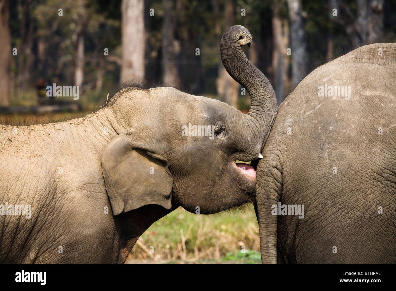 Foreground playing elephants hi-res stock photography and images - Alamy