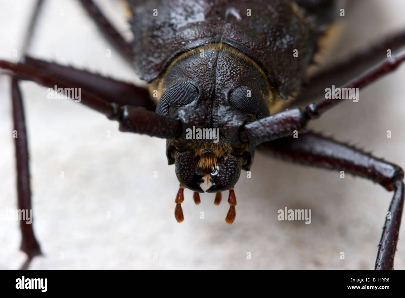 Insect jaws hi-res stock photography and images - Alamy