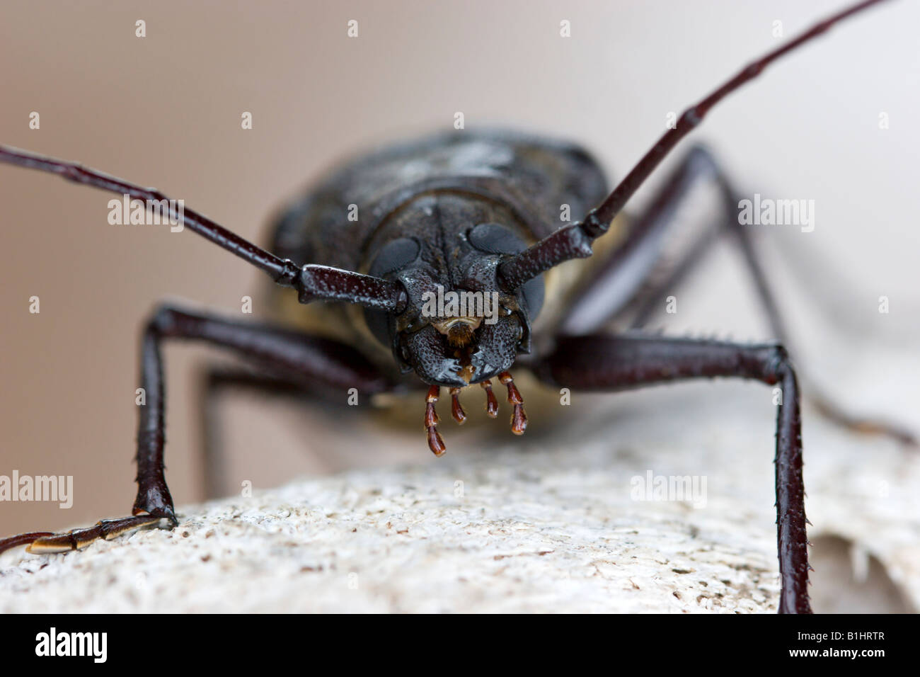 Insect jaws hi-res stock photography and images - Alamy