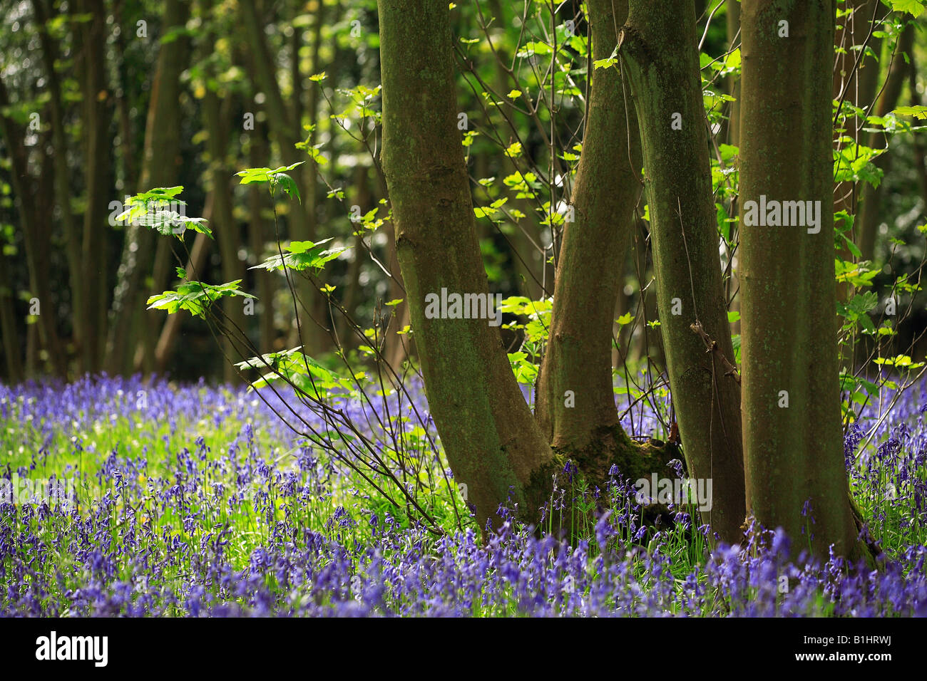Bluebells and trees England Stock Photo - Alamy