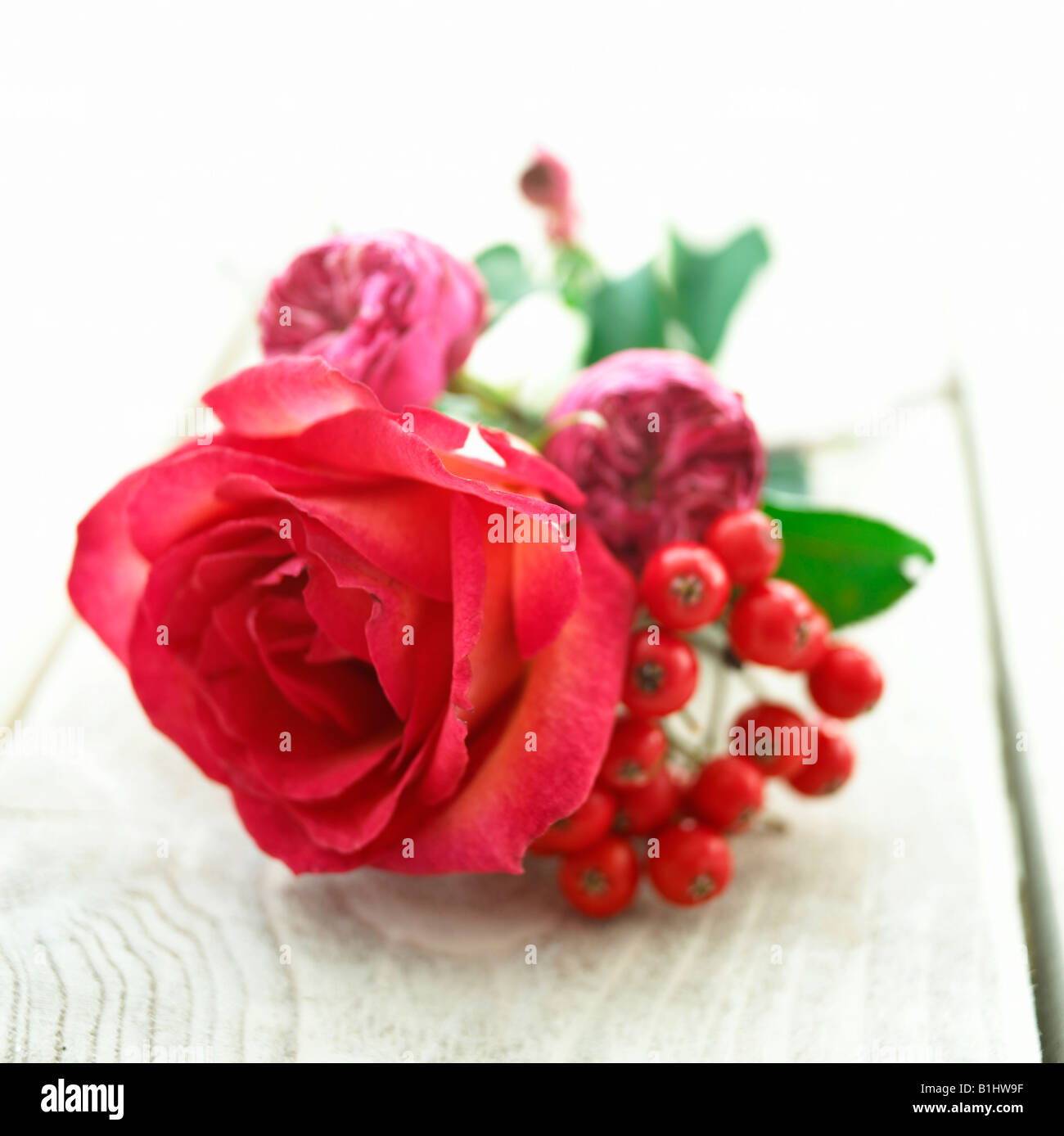 Pink roses and berries Stock Photo - Alamy