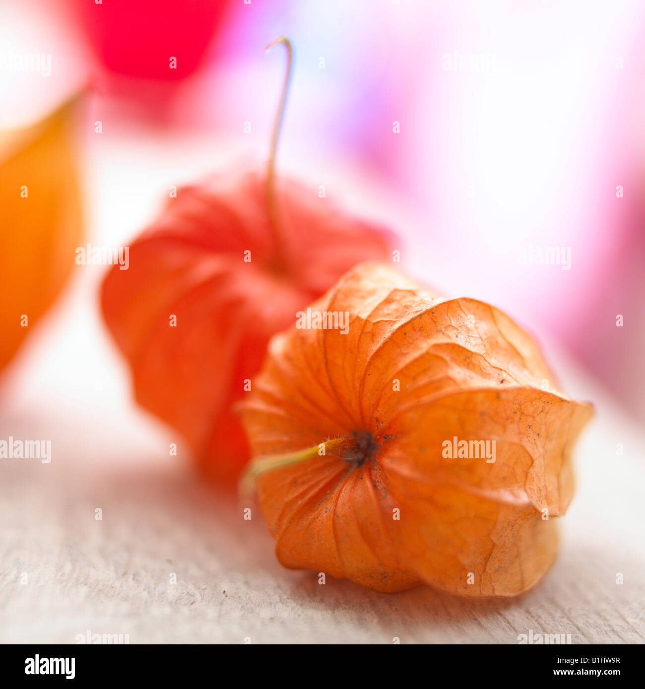 Physallis close up hi-res stock photography and images - Alamy