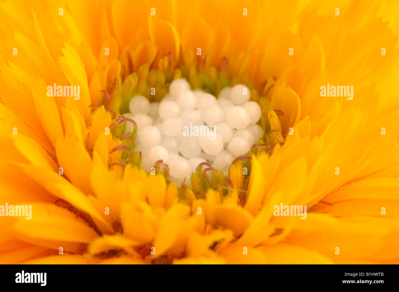 Globules in a flower Stock Photo - Alamy