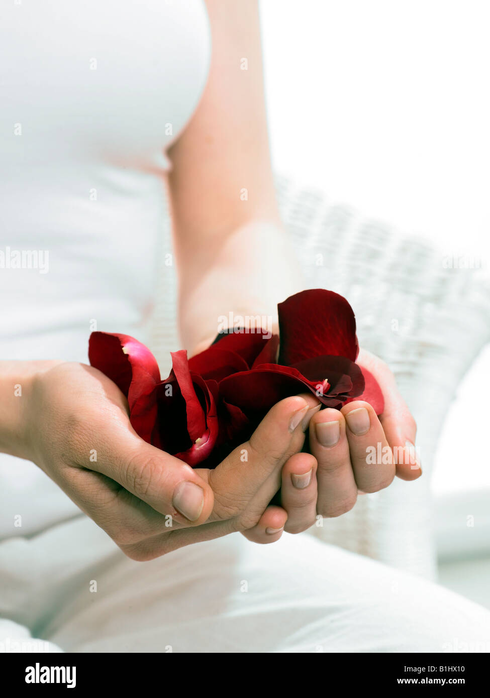 Hands holding red rose petals Stock Photo - Alamy