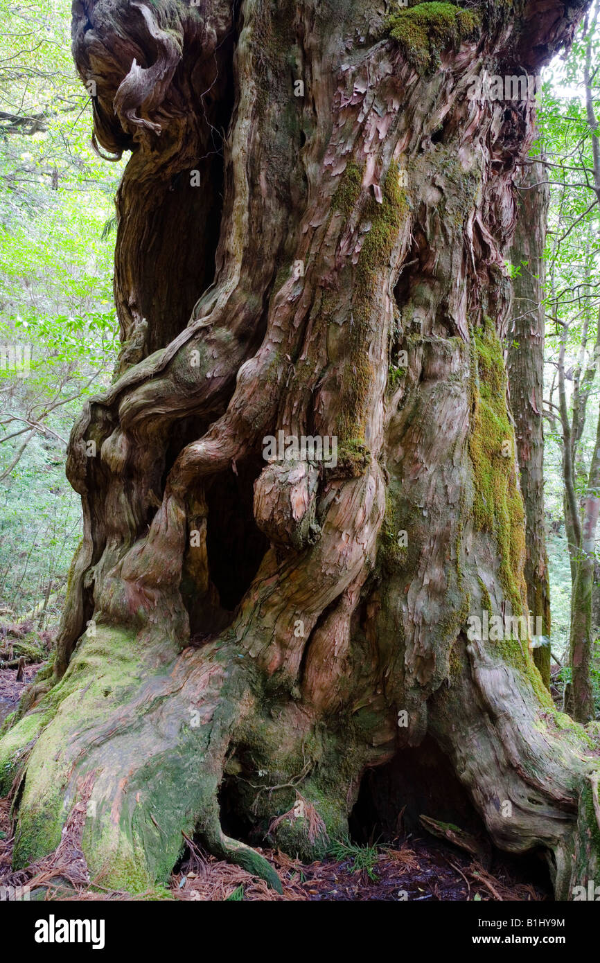 Yakusugi forest hi-res stock photography and images - Alamy
