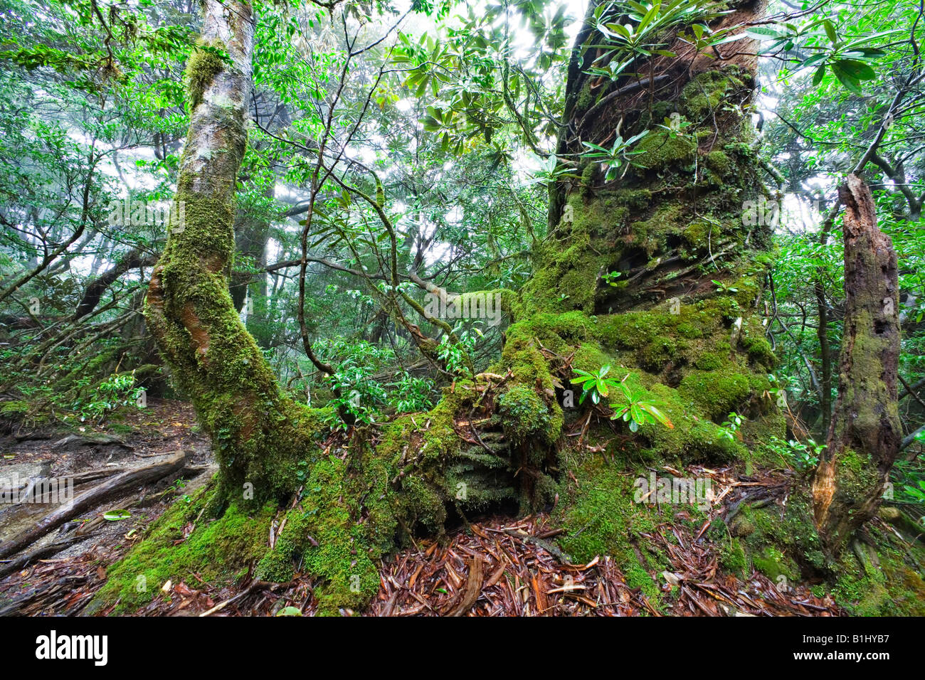 Yakushima unesco hi-res stock photography and images - Alamy