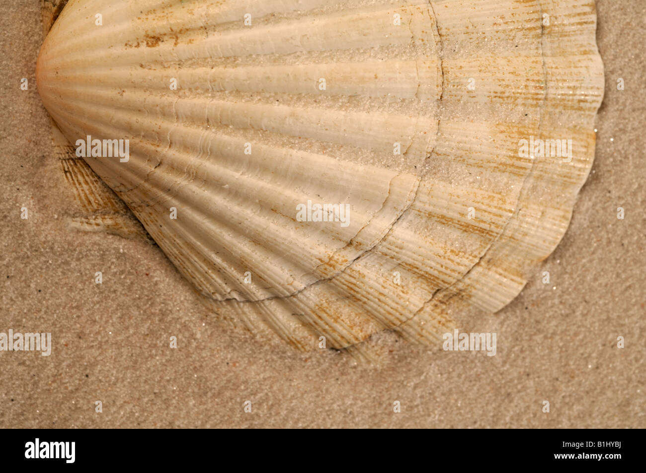 Sea shell in the sand Stock Photo - Alamy