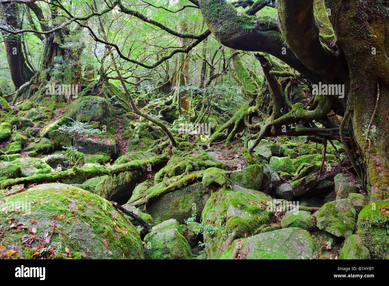 Mononoke hi-res stock photography and images - Alamy