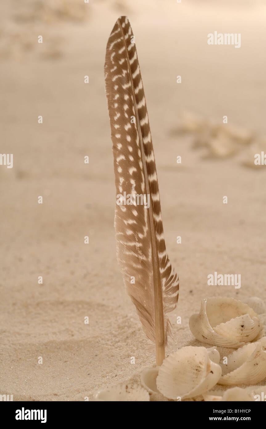 Feather in the sand Stock Photo - Alamy