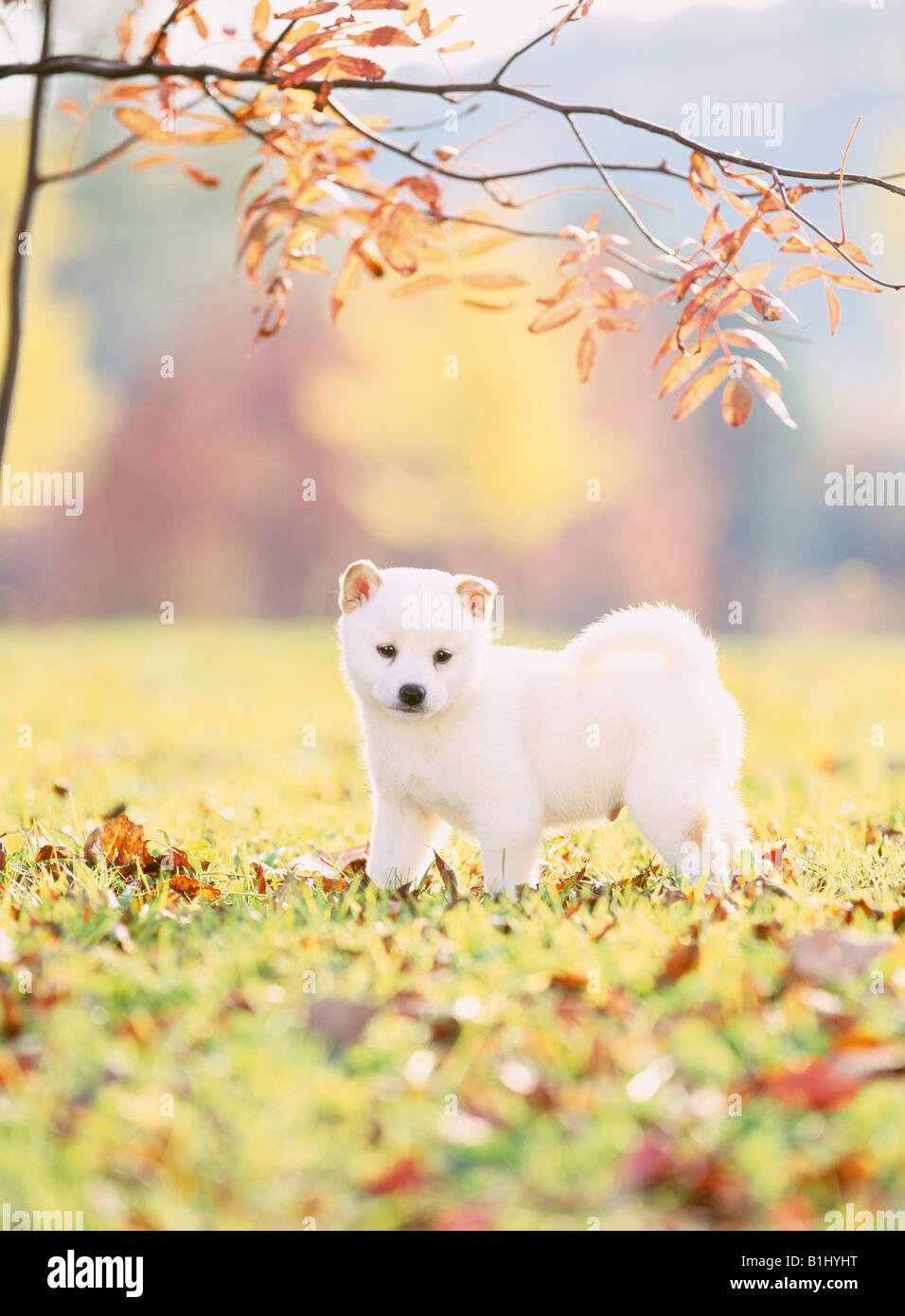 White shiba inu hi-res stock photography and images - Alamy