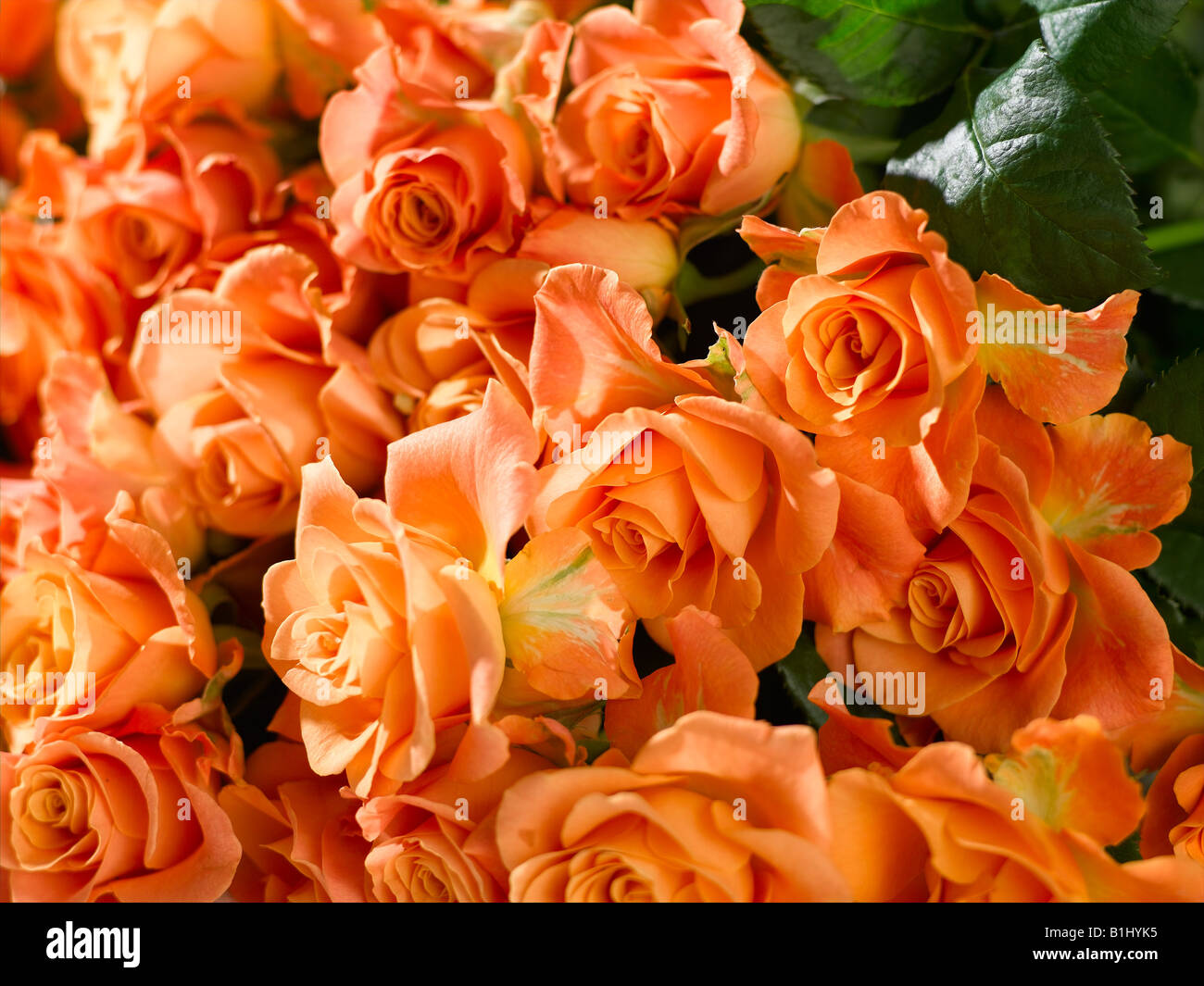 Orange rosen hi-res stock photography and images - Alamy