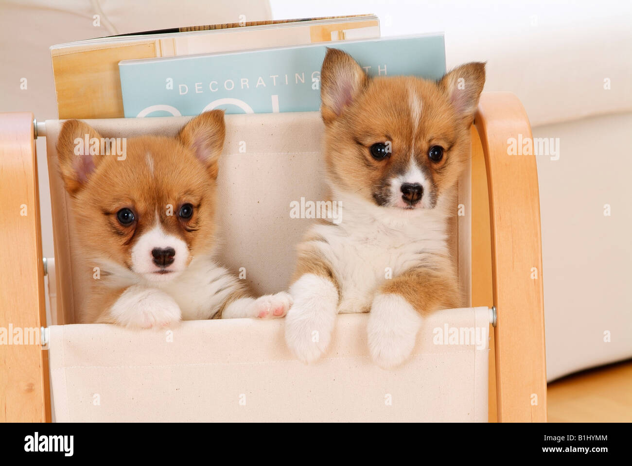 Full Grown Teacup Corgi