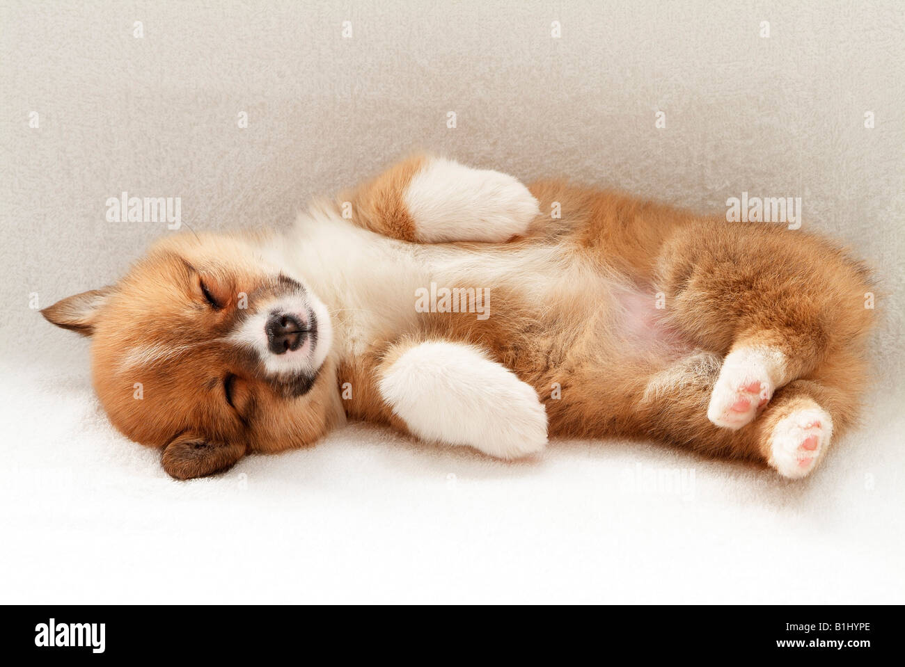 Close-up of a Pembroke Welsh Corgi puppy sleeping on the floor Stock ...
