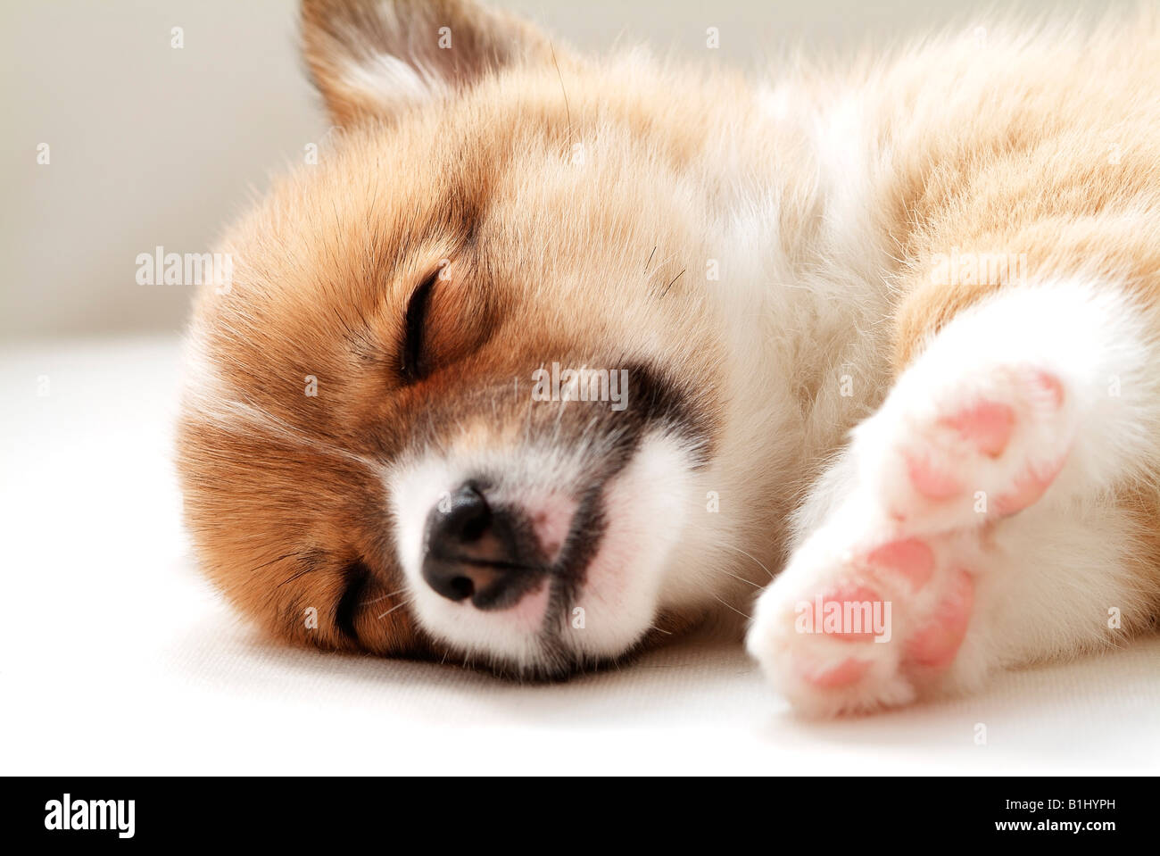 Welsh Corgi Puppies Sleeping