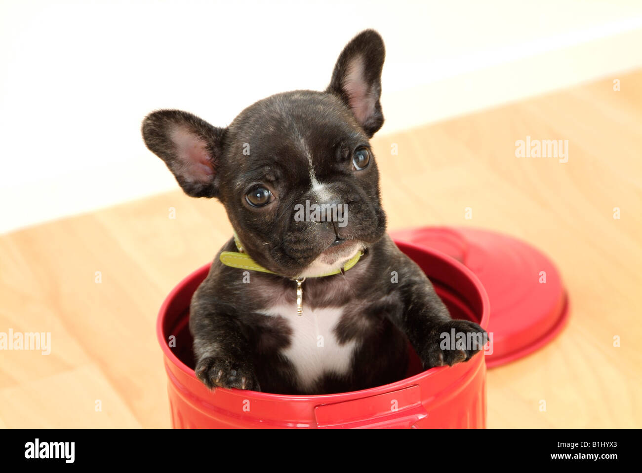 Dog with head in bucket hi-res stock photography and images - Alamy