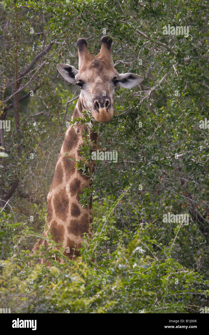 BHZ bhz A Giraffe with a long very think neck, Kruger NP, South Africa ...