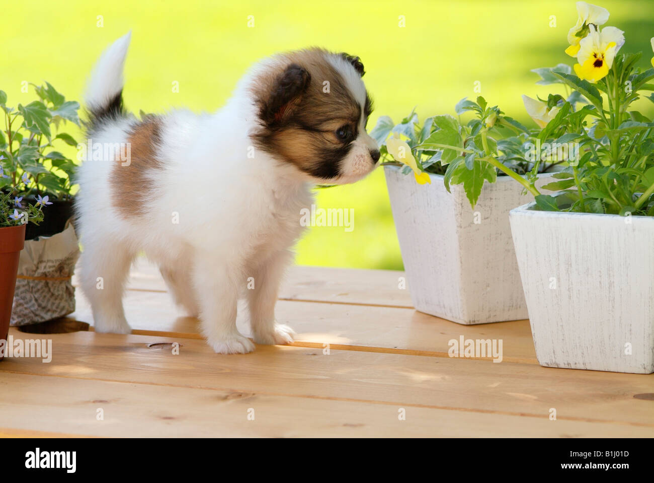 Papillon puppy standing between potted plants Stock Photo - Alamy