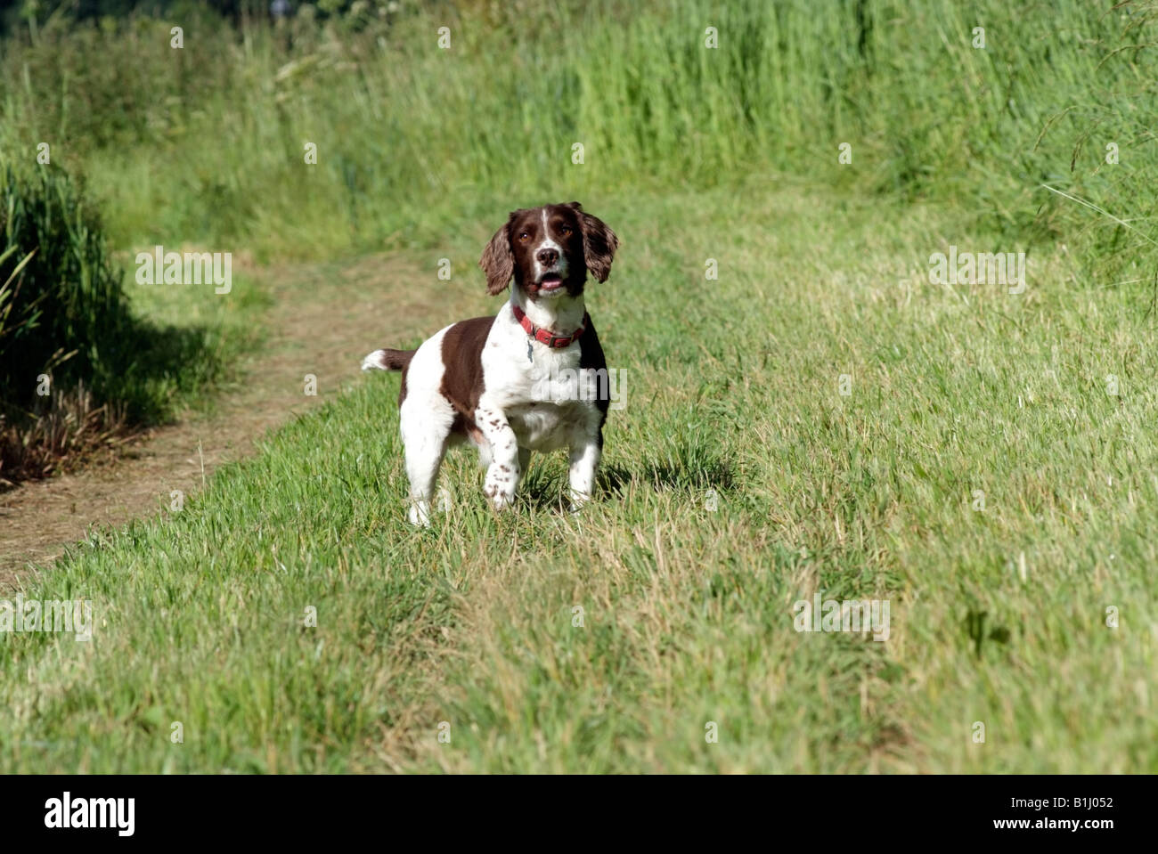 Springer Spaniel dog playing in a field Stock Photo - Alamy