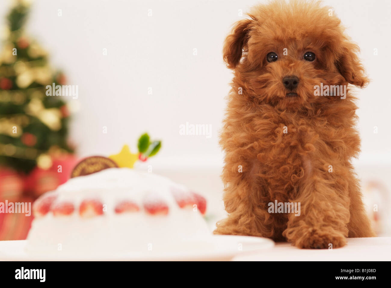Cake in front of a Toy poodle puppy Stock Photo - Alamy