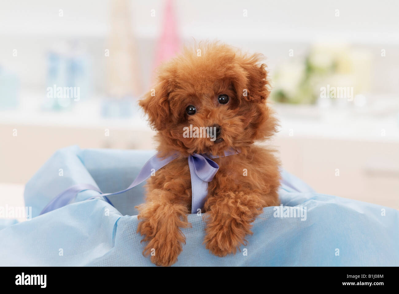 Toy Poodle puppy in a box Stock Photo - Alamy