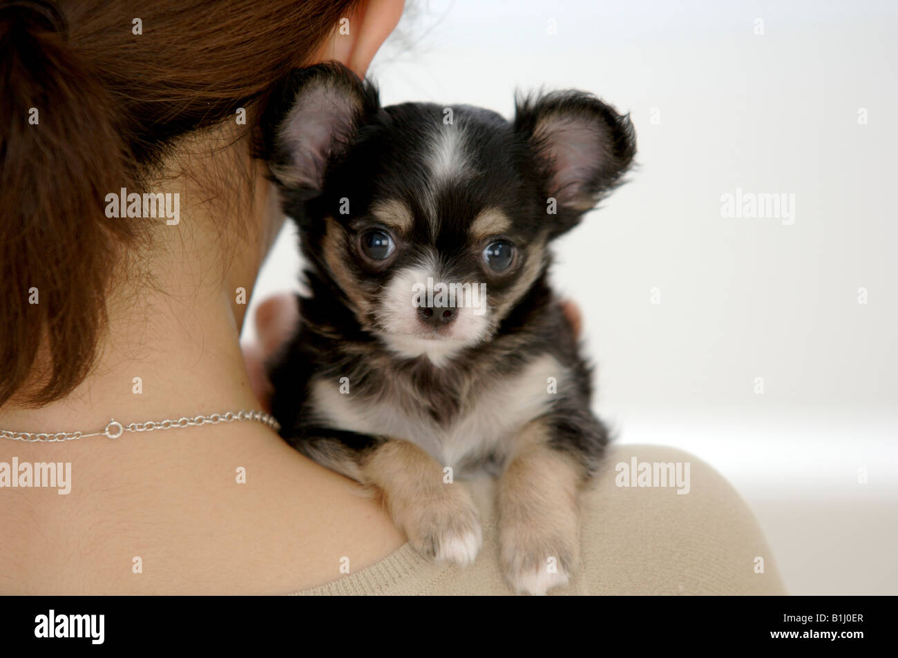 Rear view of a woman with a Chihuahua puppy on her shoulder Stock Photo ...