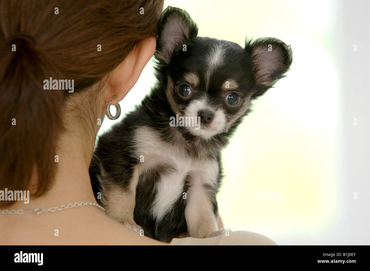 Rear view of a woman with a Chihuahua puppy on her shoulder Stock Photo ...