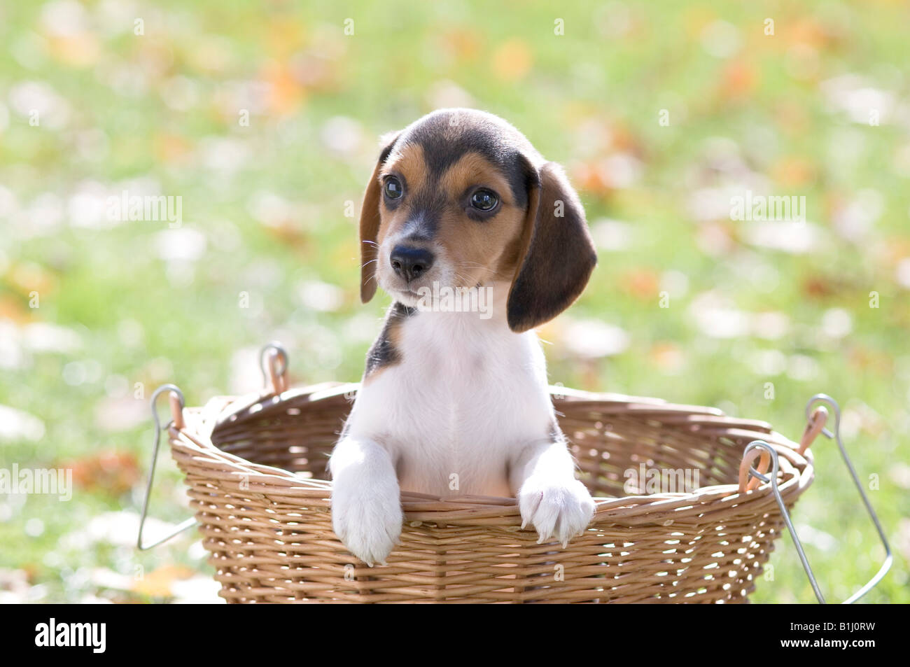 Beagle Puppy Basket High Resolution Stock Photography and Images - Alamy