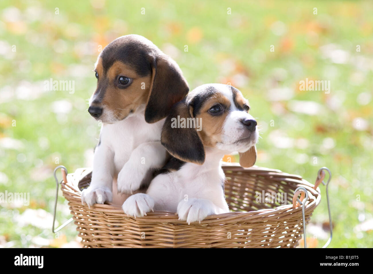 Two beagle dog puppies hi-res stock photography and images - Alamy