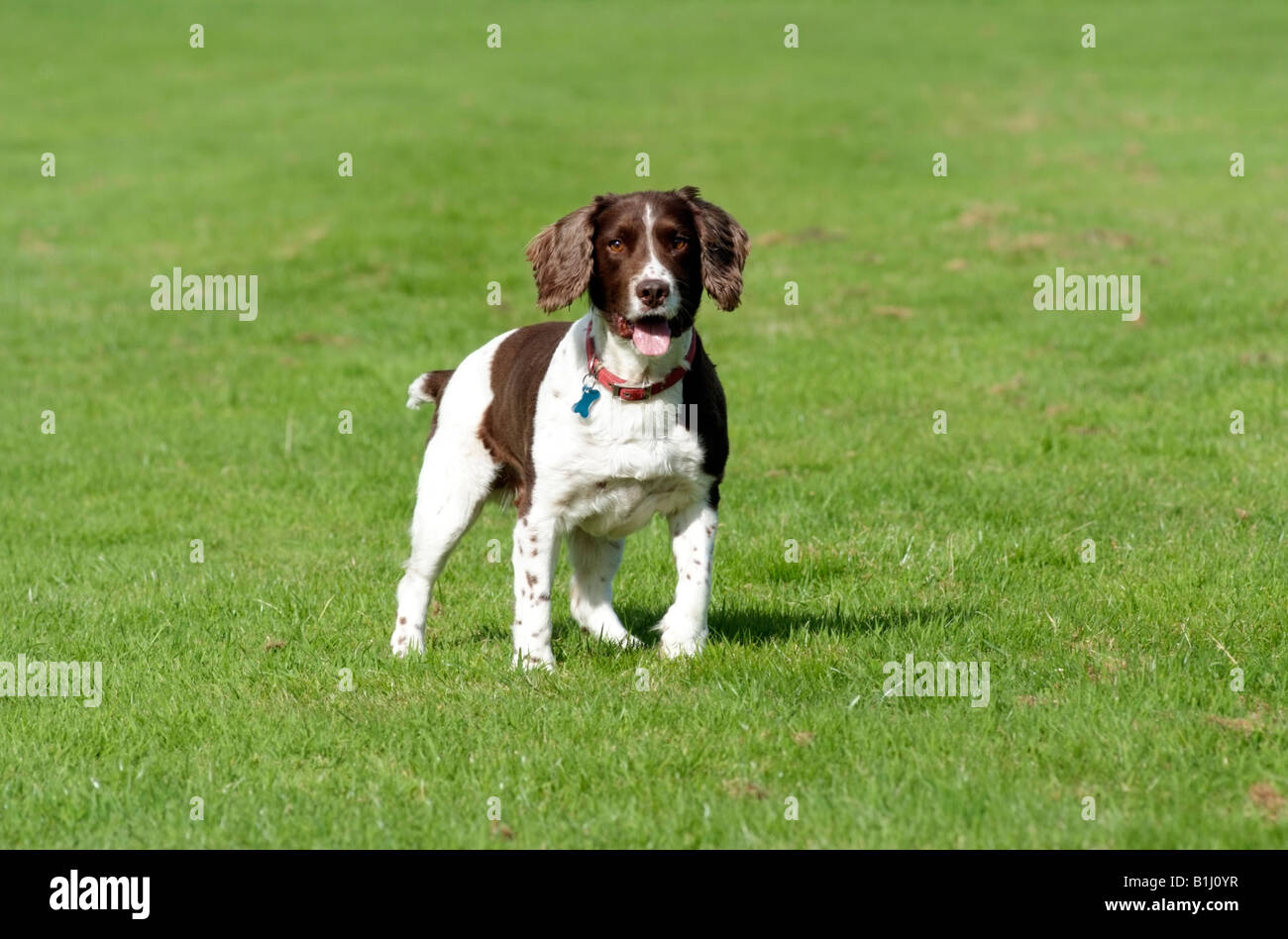 Springer Spaniel dog playing in a field Stock Photo - Alamy