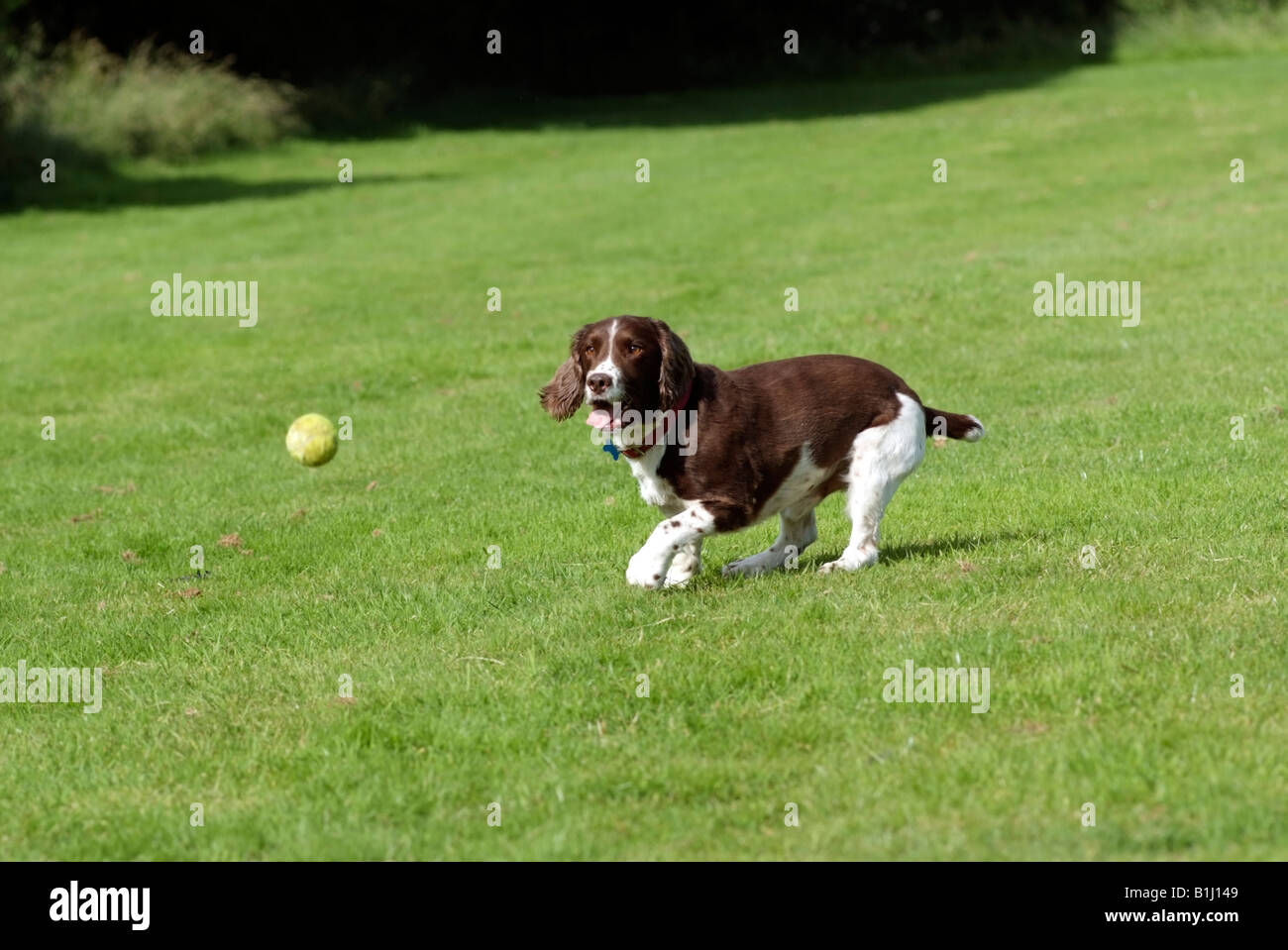Playing tennis ball dog hi-res stock photography and images - Alamy