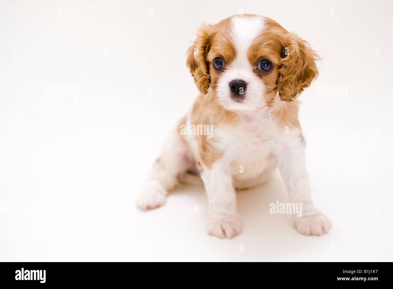 Blenheim Coat Stock Photos & Blenheim Coat Stock Images - Alamy