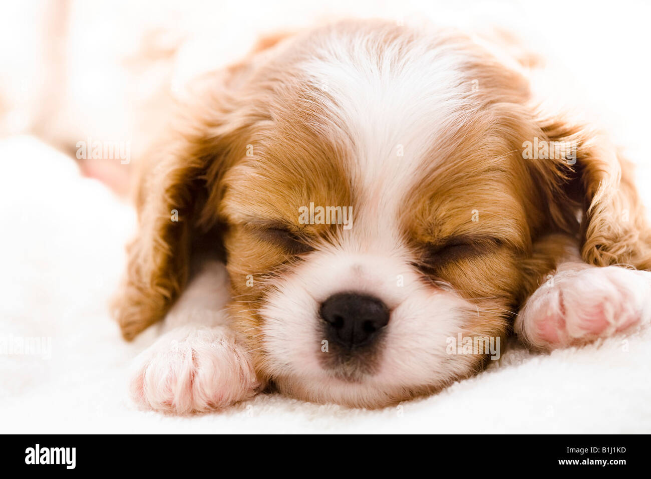 Blenheim Coat Stock Photos & Blenheim Coat Stock Images - Alamy