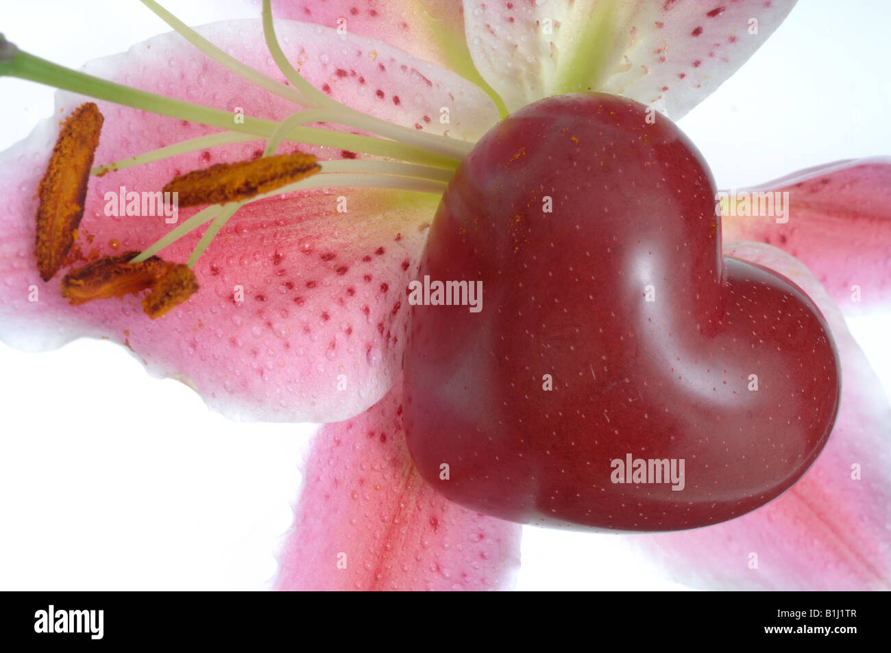 Blossom and a dark red heart Stock Photo - Alamy
