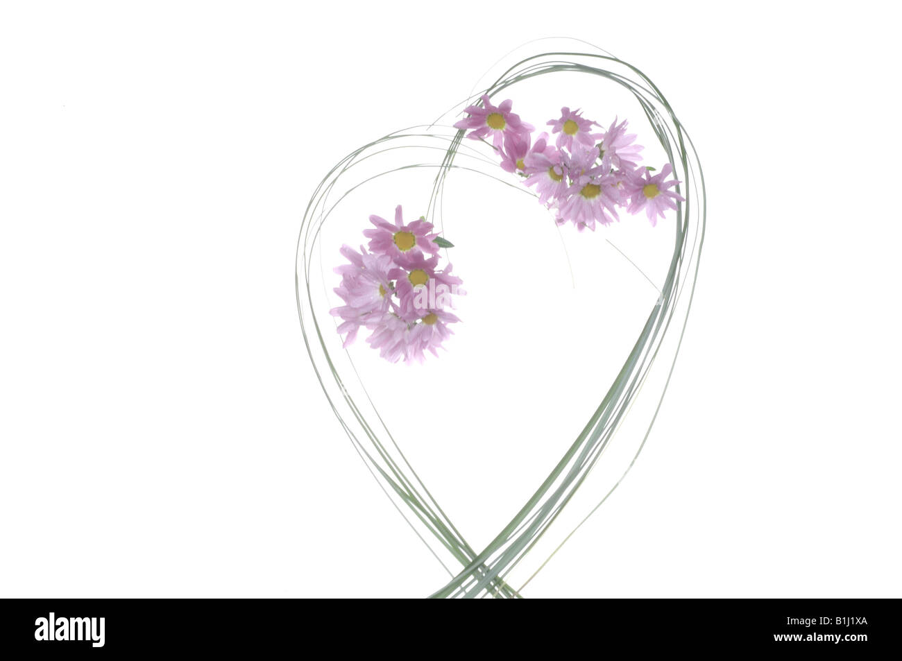 Aster forming a heart Stock Photo - Alamy