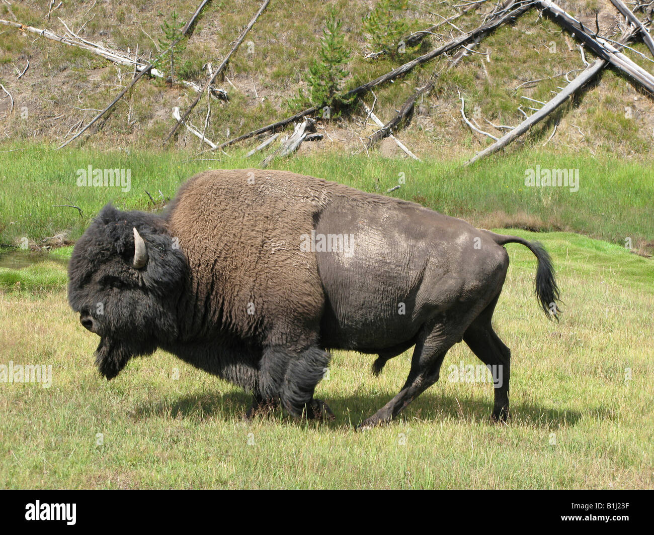 Side profile of a bison standing in a field Stock Photo - Alamy