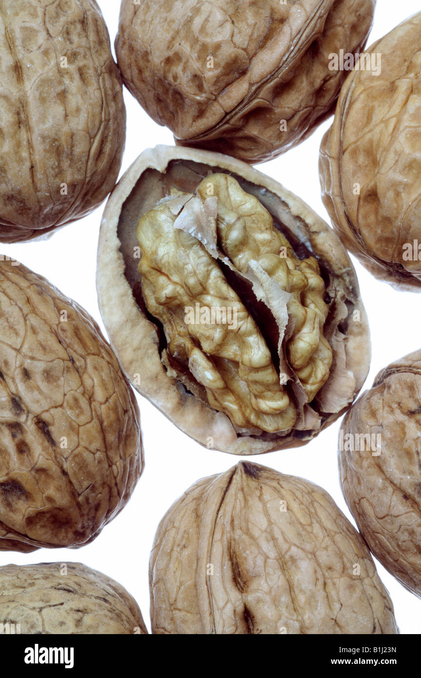 Walnuts, (Juglans regia Stock Photo - Alamy